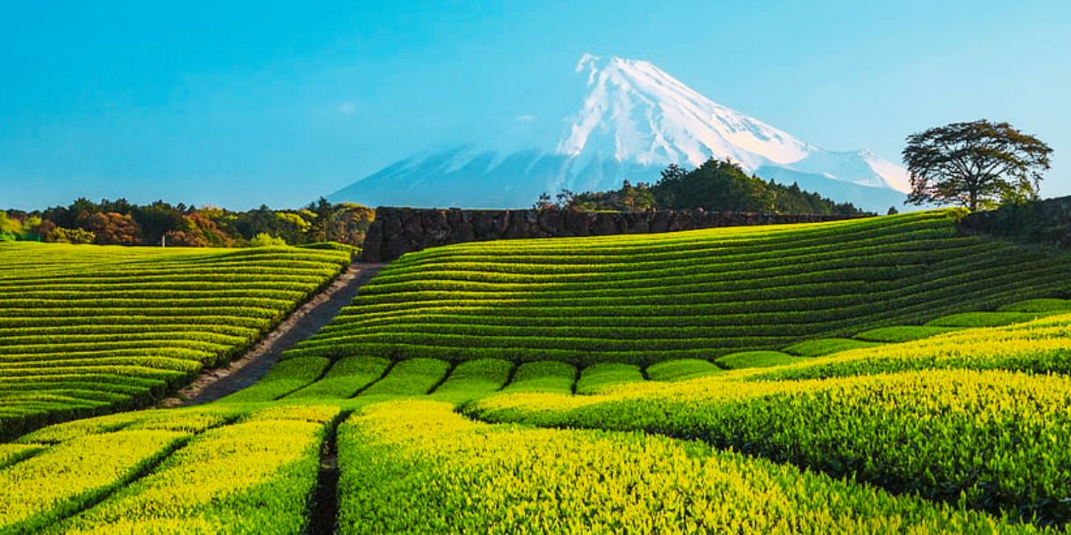 Exploring the World’s Most Scenic Tea Gardens (2024) - mintyread.com