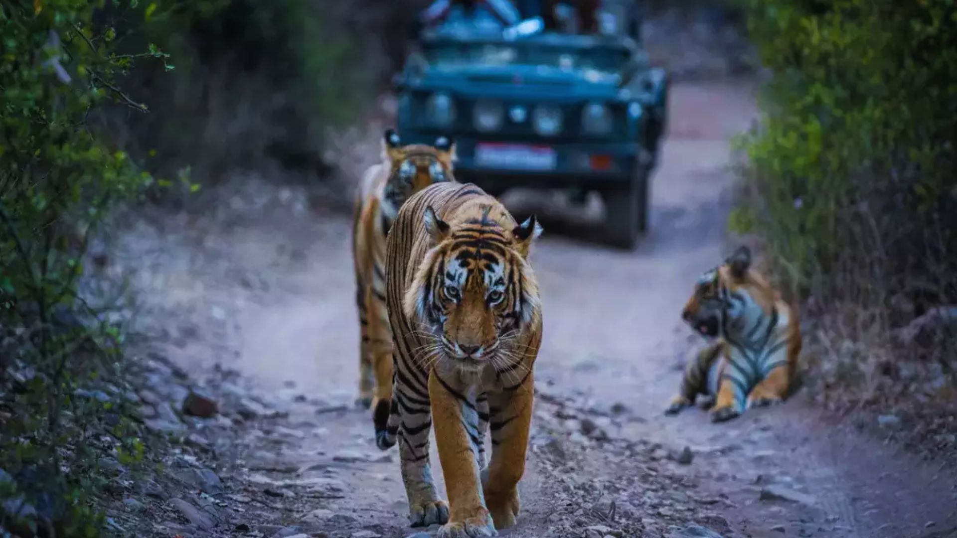 Experience Nature! 10 Must-See Safari Spots for Wildlife Lovers ...