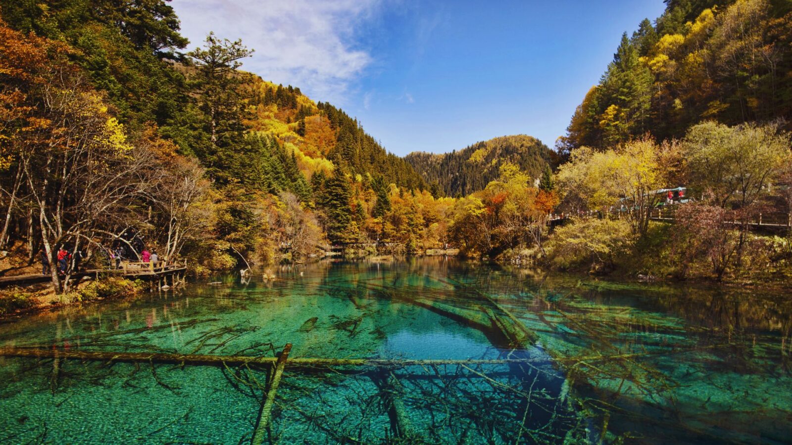 Love Greenery? Visit These 10 Best Forests Around The World - mintyread.com
